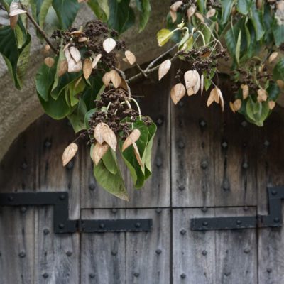 Winter, Ali Smith – Return of a Native